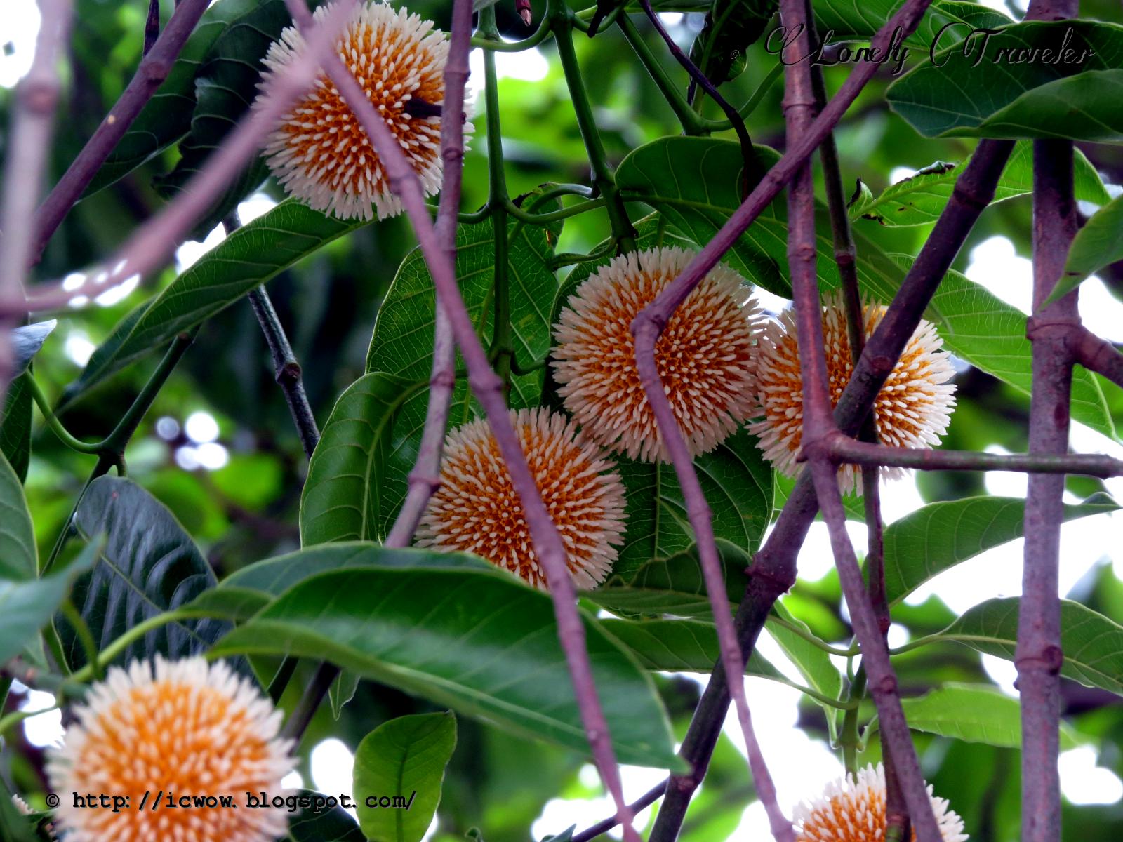 Kadam (কদম ফুল) - Neolamarckia cadamba