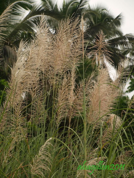 Andrea's Plants, Photos and Travels: October 2011