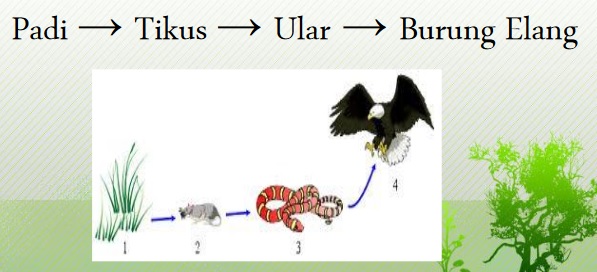 kelip-celik: Gevedu: Rantai Makanan dan Jaring-Jaring Makanan