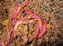 Peternak cacing Tanah: Jenis Cacing