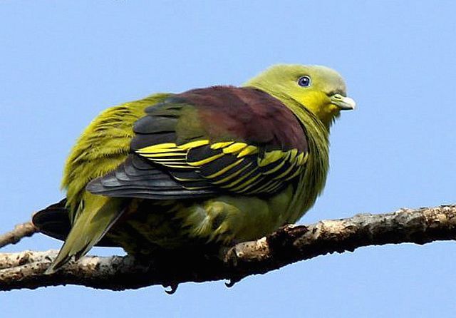 Sri Lankan Endemic Birds: Pita Rathu Batagoya - Sri Lankan Green Pigeon ...