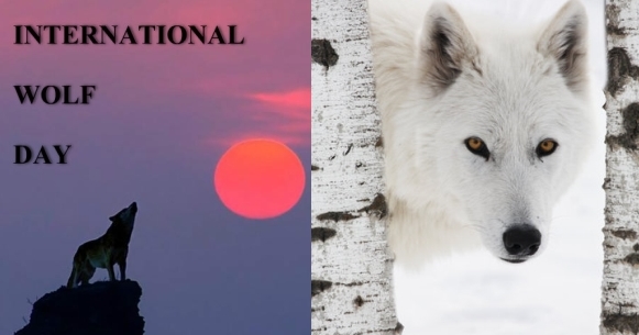 White Wolf : Celebrate International Wolf Day - the future of our Earth ...