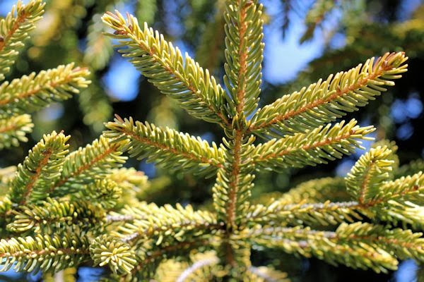 A GUIDE TO NORTHEASTERN GARDENING: My Gardens