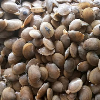 D' Qasih: ANTARA JENIS2 SIPUT LAUT DI UTARA