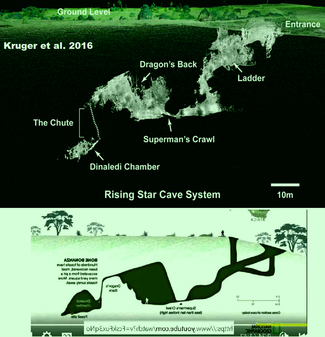 SexualReligion: (195) Homo naledi definitely used ropes to Dinaledi chamber