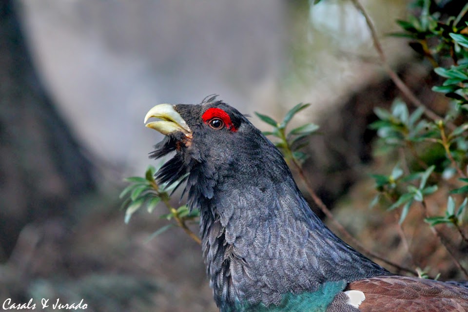 CRÒNIQUES NATURALISTES: FOTOS D'ALTRES GRUPS D'AUS