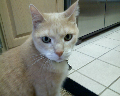 Kibble Kat in Paradise: Whereupon Kibble Kat Encounters Cupcake the All ...