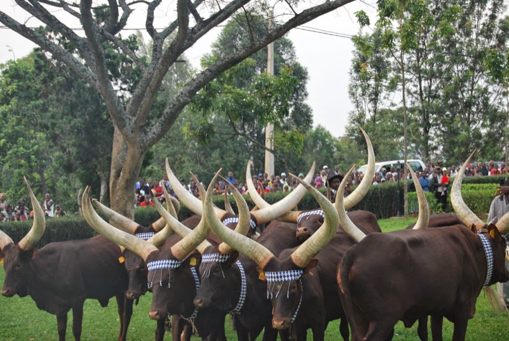 KIGALI EVENING POST: RWANDA: IBIMENYETSO BY'UBUGENI NUBUKORIKOLI NKUKO ...