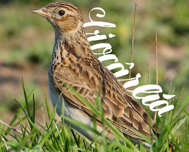 Copilarim: Salvati Ciorcarlia... si nu numai pe ea!