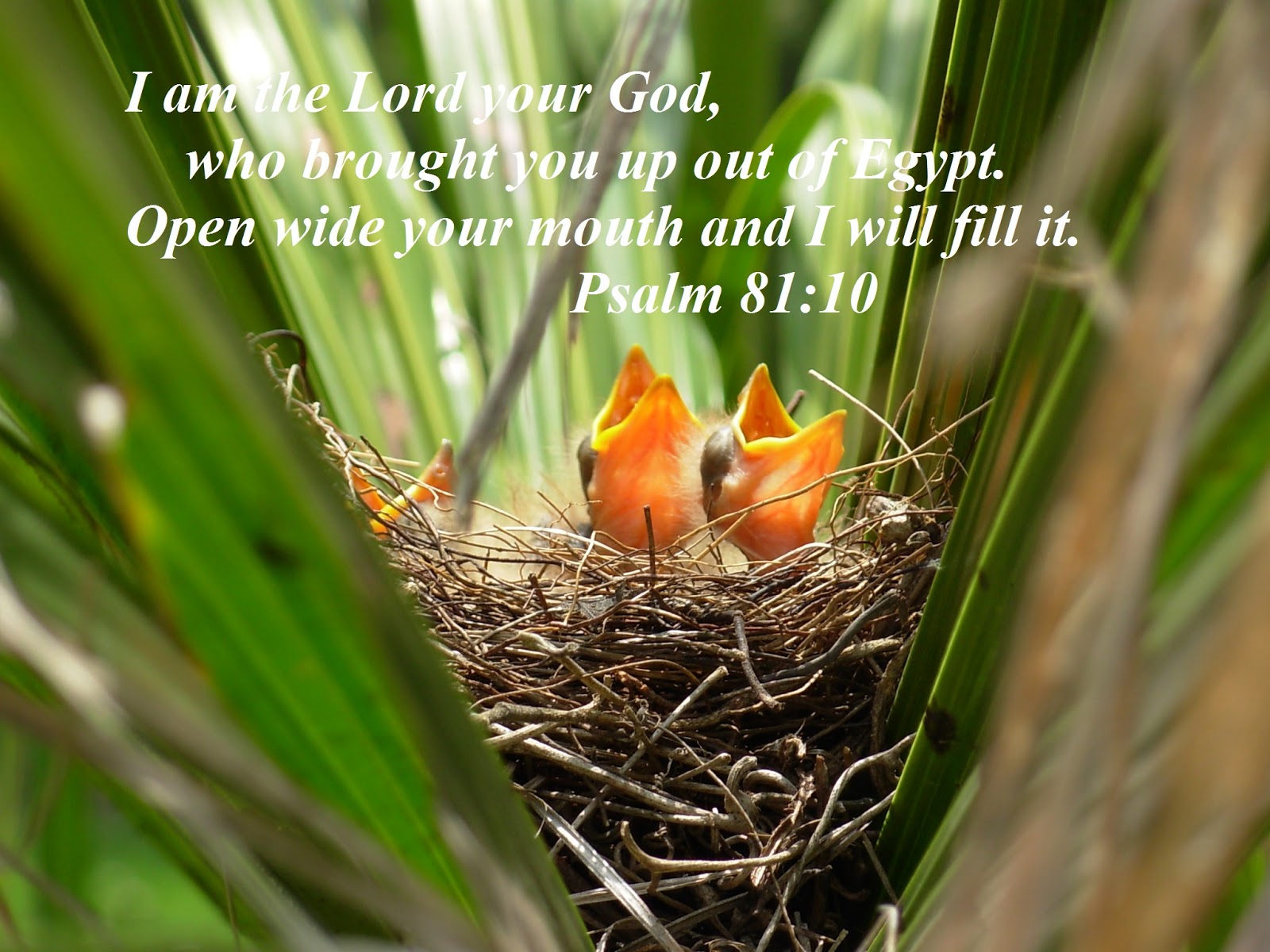 Hilldale s Worship Ministry Psalm 81 A Call To Worship hilldale-s-worship-ministry-psalm-81-a-call-to-worship