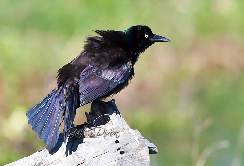 Louisiana Belle: Rogue Gator and Common Grackle