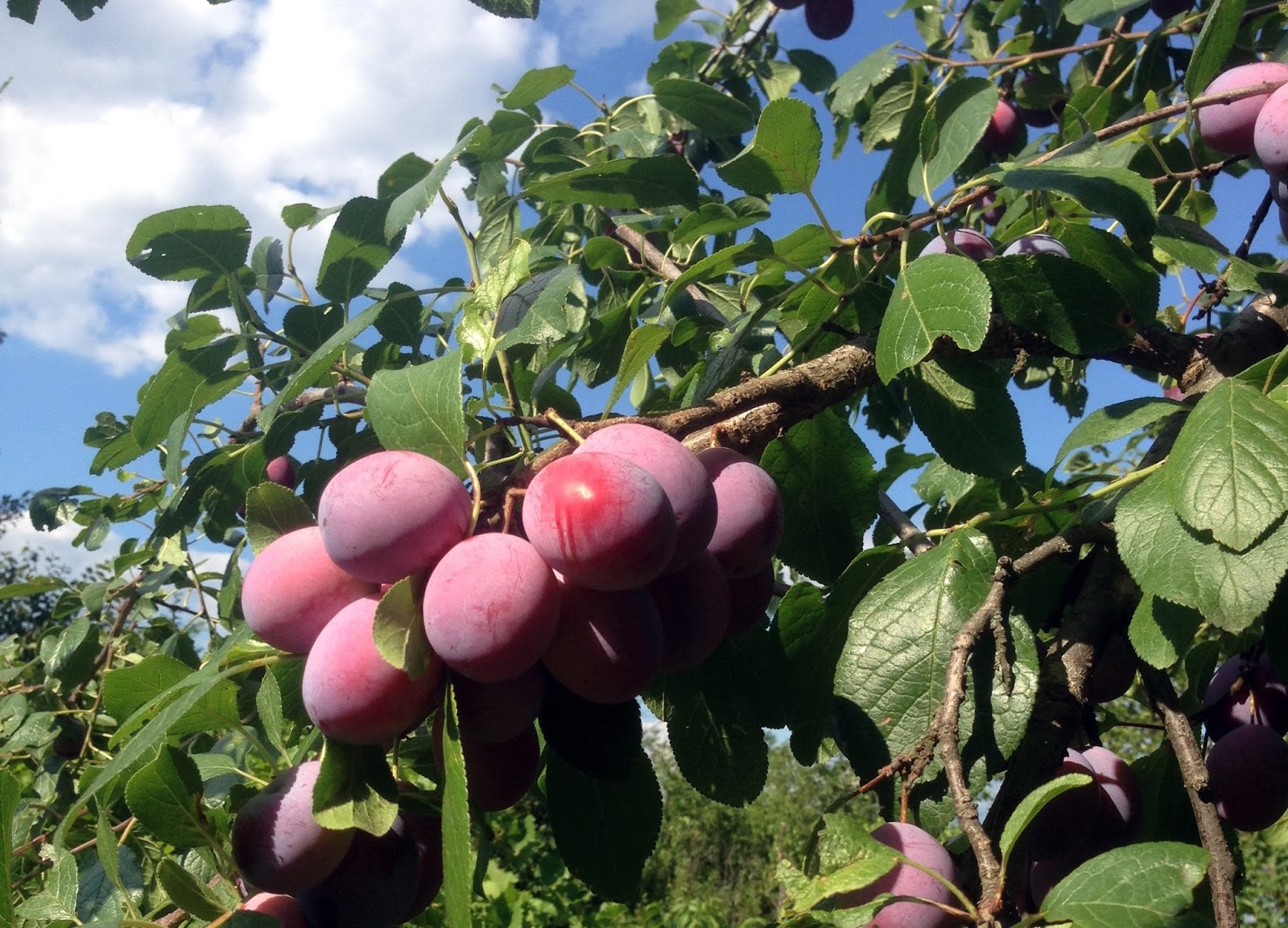 Rakija, uglavnom: Rakijske sorte šljiva