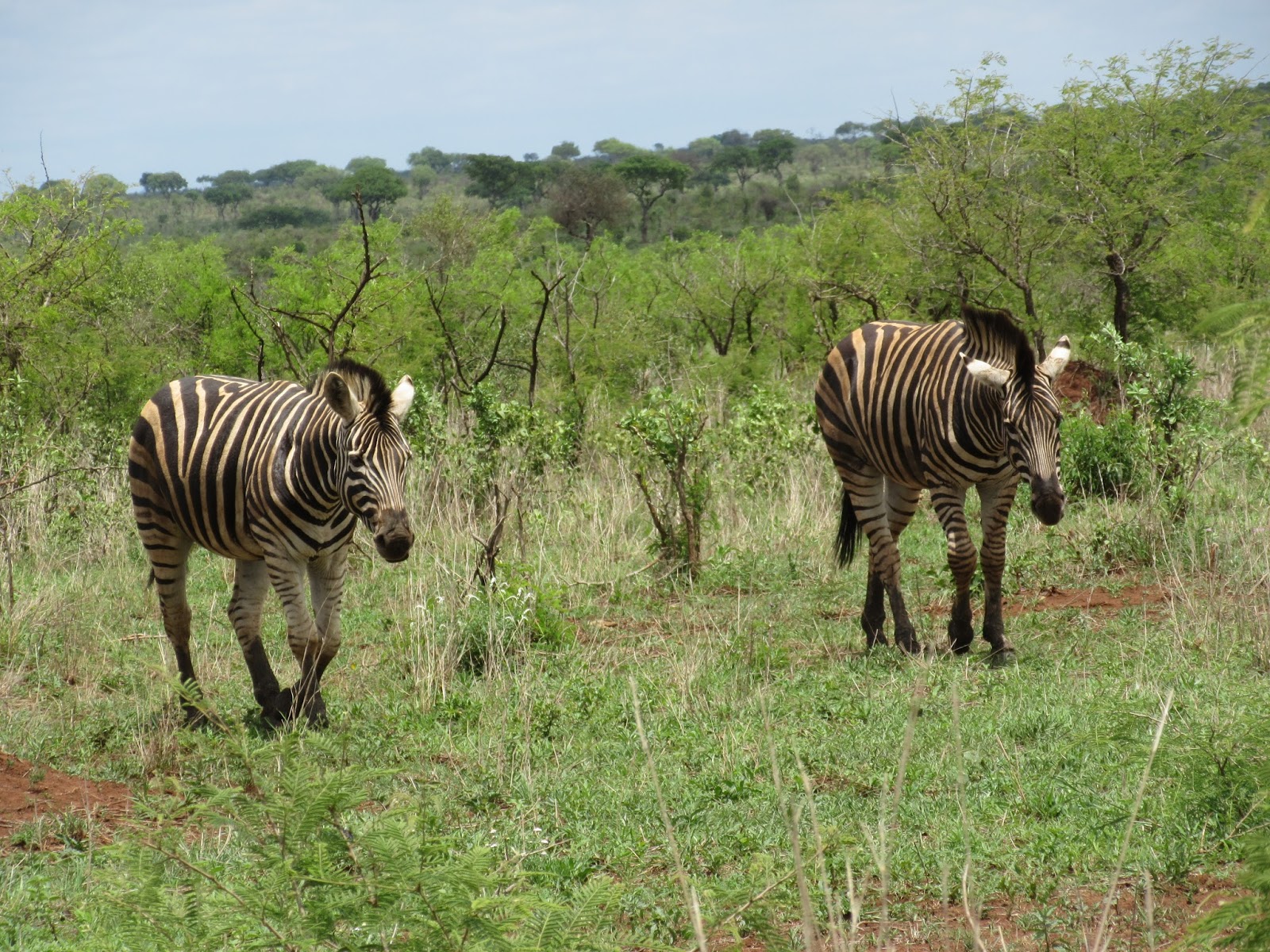 The Overseas Adventures of Annie and Steven Berger 2016: 11/27: Hippos ...