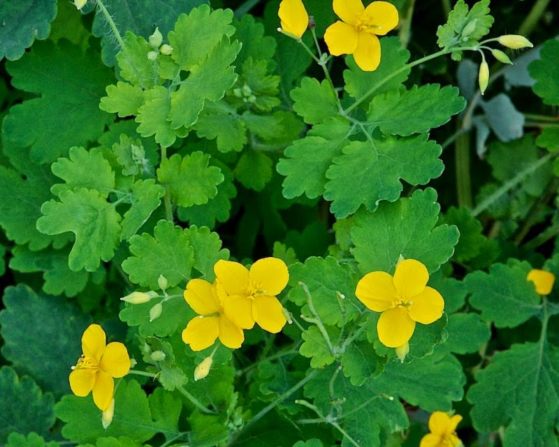 Acasa la nevasta: Cum Scap de negi - Rostopasca