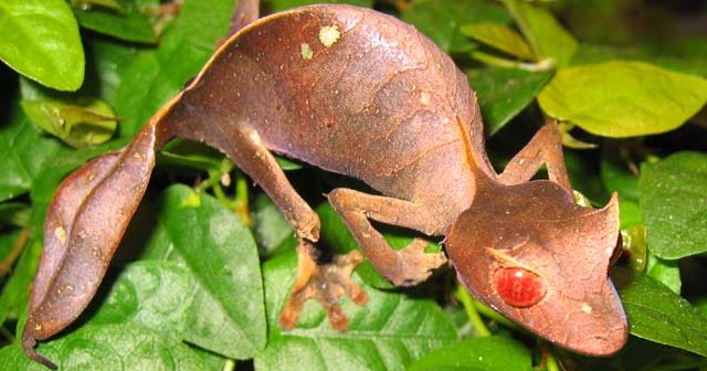 Toke Menyerupai Daun Kering (Uroplatus phantasticus) - roemly:::Learn ...