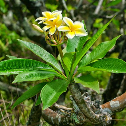 கள்ளிமந்தாரை, கப்பல் அலரி, ஈழத்து அலரி, பெருங்கள்ளி நாவில்ல மருத்துவ ...