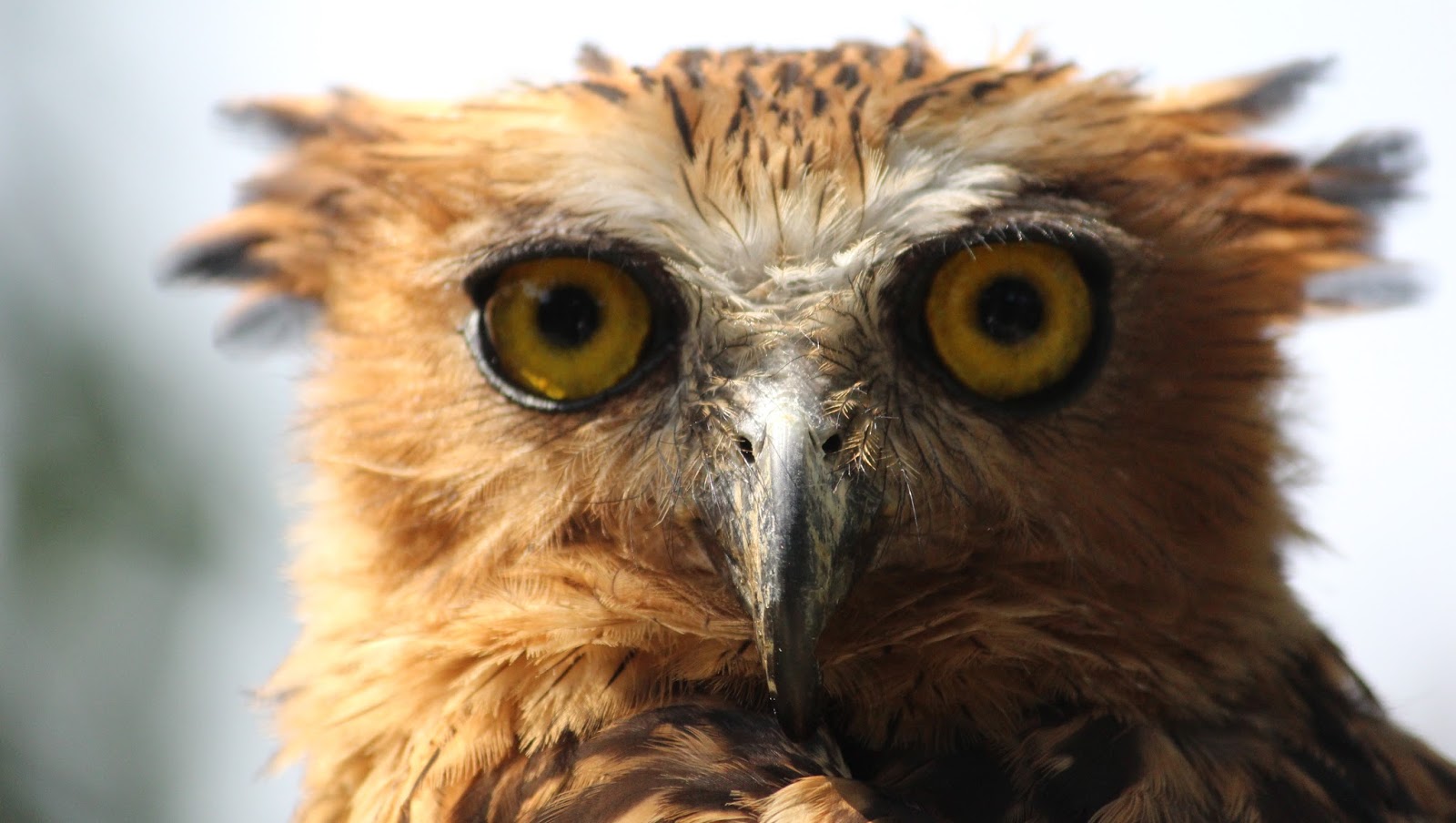 ROCK'S ADVENTURES: INDONESIA - SUMATRAN OWL - 26 SEPTEMBER 2015