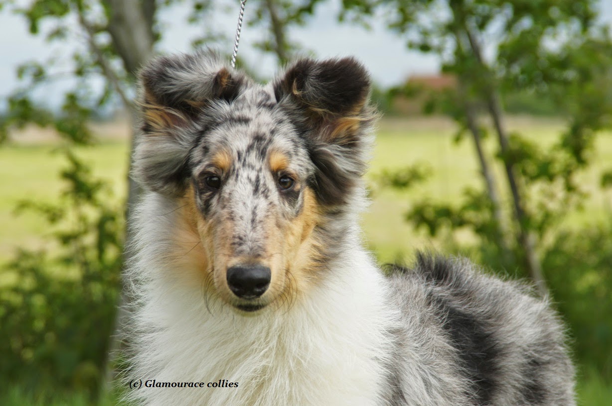 Glamourace Collies: mei 2015