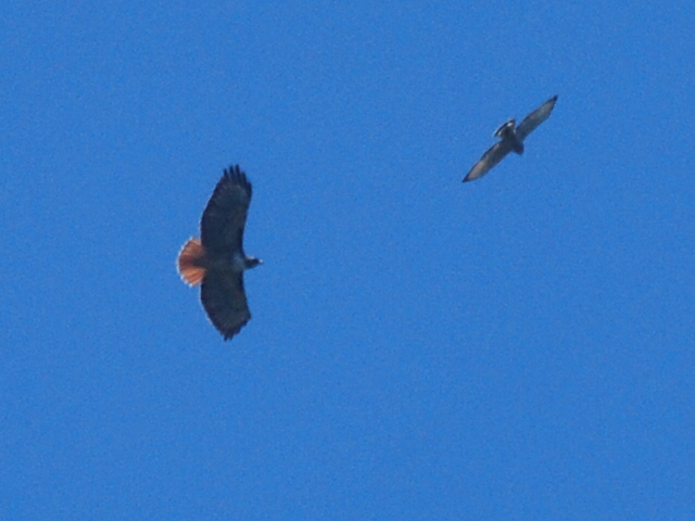 Jan Axel's Blog: Raptors high above