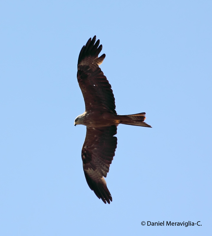 Fotos de aves by Loro: Milano Negro (Milvus migrans)