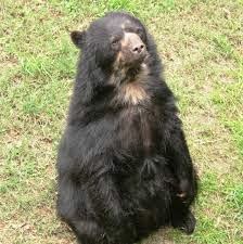 Endangered Species Quindio : THE SPECTACLED BEAR