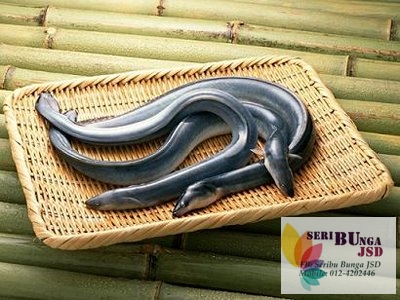 Seribu Bunga Herbs: Khasiat Belut Yang Kita Abaikan