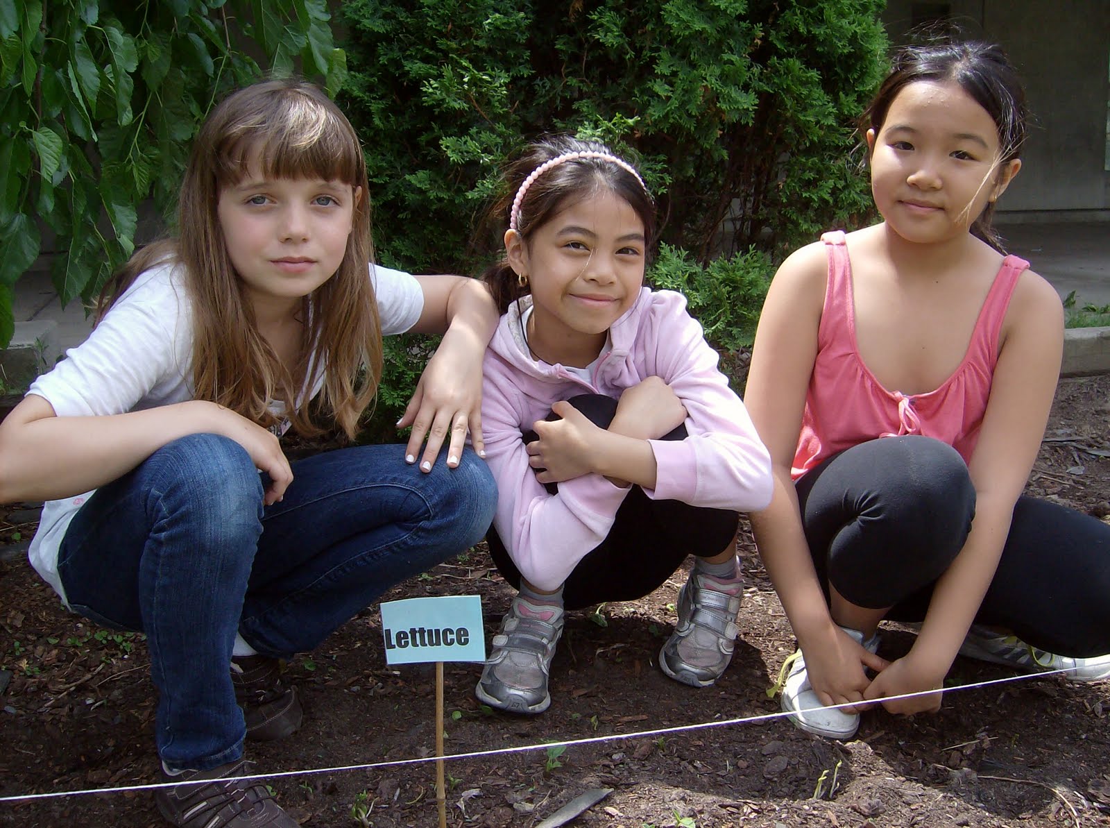 George Syme Community School Garden Club: Our Lettuce and Snails!