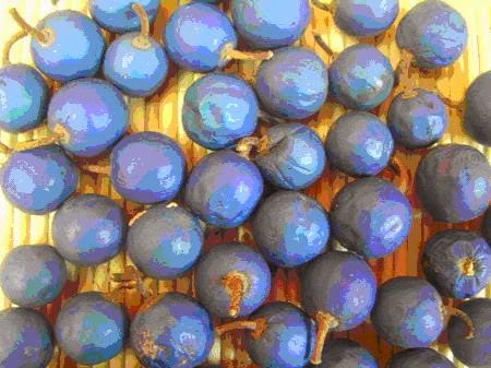 KHASIAT MANFAAT BIJI JENITRI ( GENITRI ): BIJI JENITRI PALSU