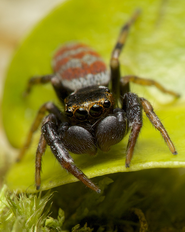 ムシをデザインしたのはダレ？: ヨダンハエトリ 亜成体 ♂