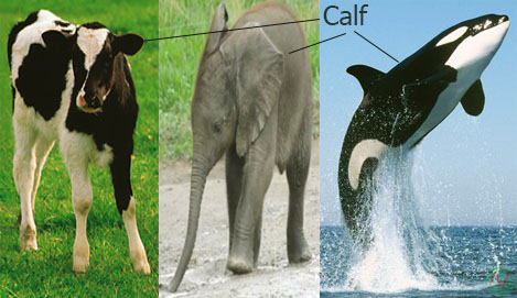 Domestic Animals Name Meaning & Image | Necessary Vocabulary ...