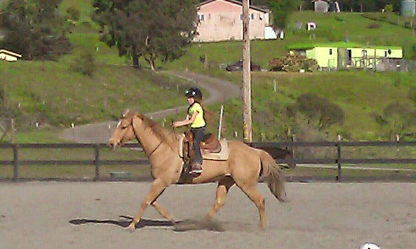 Zion Riding Academy: Horses