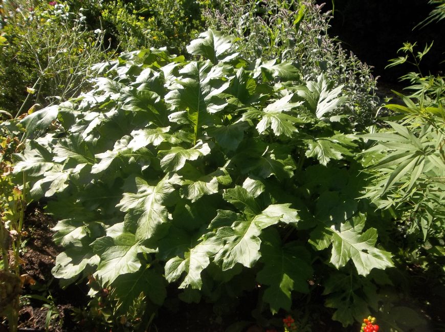 Future Plants by Randy Stewart: Acanthus