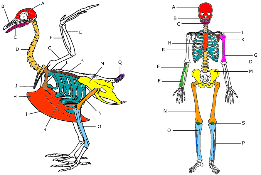 Vogelverein Florenberg: Mai 2016