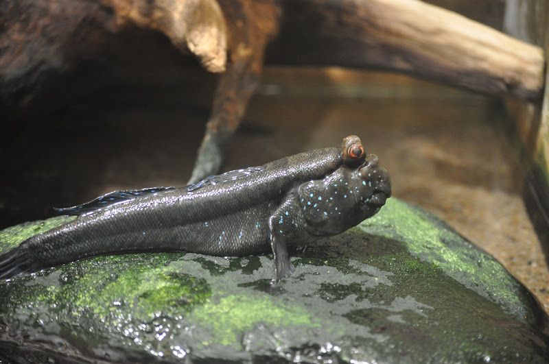 ZOOTOGRAFIANDO (5.836 ANIMALS): SALTARÍN DEL FANGO ATLÁNTICO / ATLANTIC ...