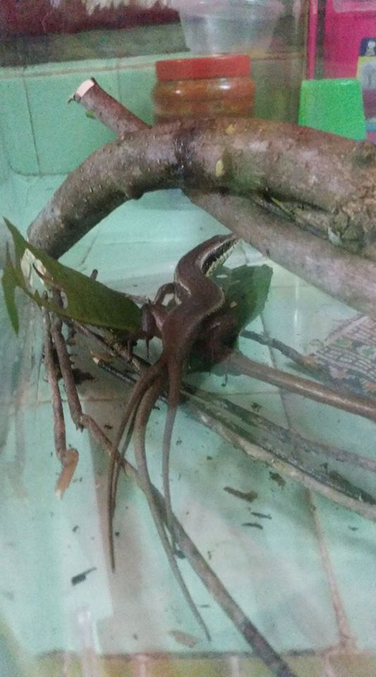 Mengkarung Ekor Bercabang Empat Jadi Rebutan Ramai, Pernah Ditawar ...