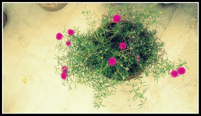 Crops In Pots: Rose Moss is Simple and Probably Perfect for Your Garden
