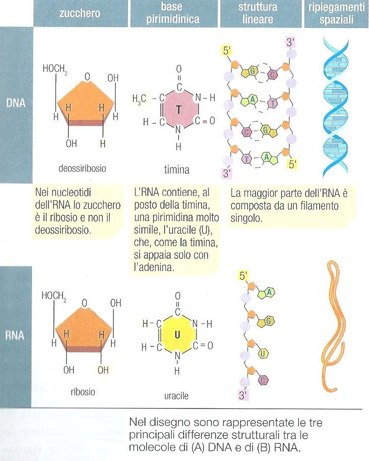 Portale Scientifico: L'RNA ha una struttura molecolare molto simile a ...