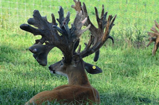 Charles "Deer Man" Black: X-Factor Semen $2000