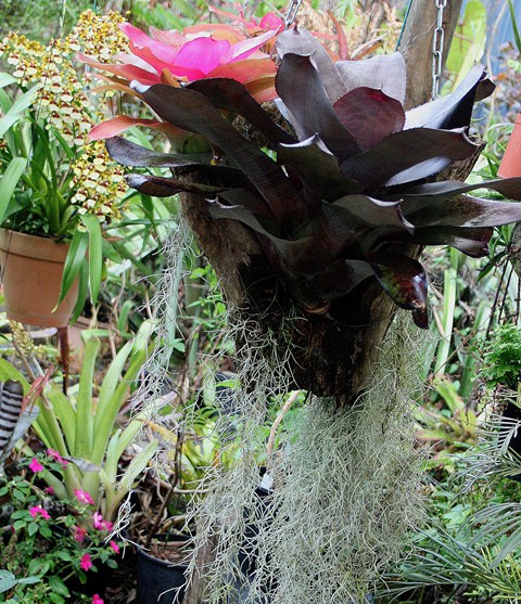 Brookreflections Bromeliads & Exotics *Growing: BROMELIAD GROWING IN ...