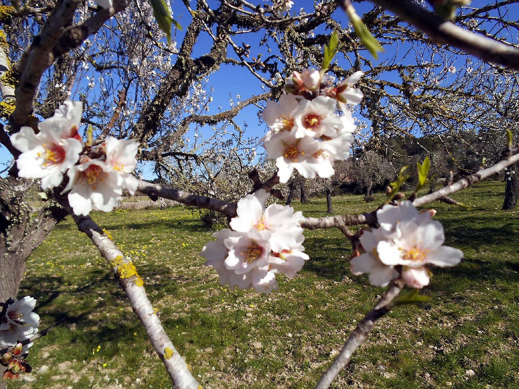 UEP!: LOS ALMENDROS DE MALLORCA EN FLOR.