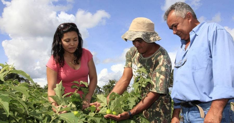 Áreas de atuação da extensão rural.