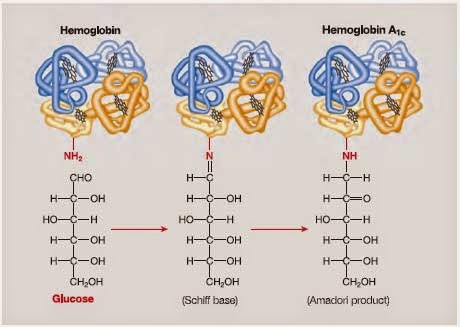 Xét nghiệm Y học: Xét nghiệm Hemoglobin bị glycosyl hóa hay gắn đường ...