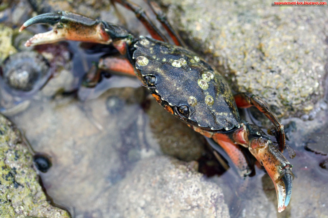 Sauvagement-Bon: Le plein d'iode pour la rentrée