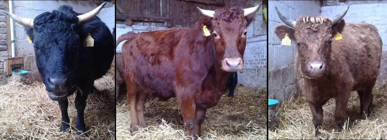 Farben beim Dexter-Rind