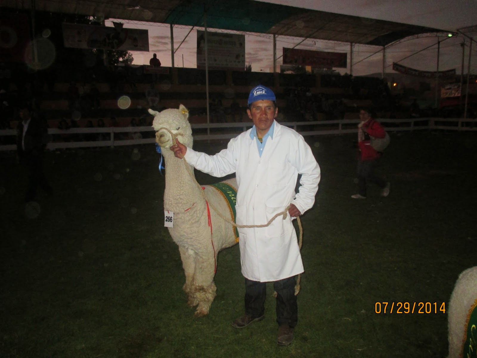 ALPACAS DE FERIA: ALPACA MACHO, CAMPEÓN DE LA RAZA - YAURIS 2014
