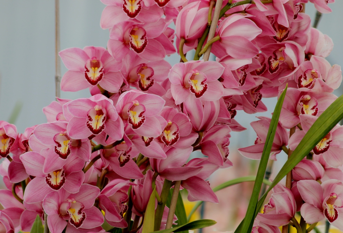 A photo, A thought............: Plant: Stunning orchids (I).............