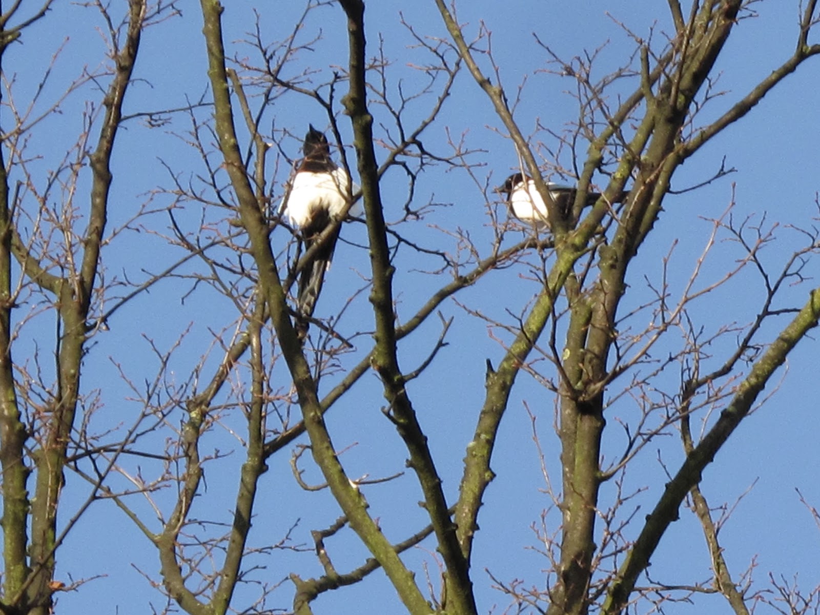 The Rattling Crow: 2016