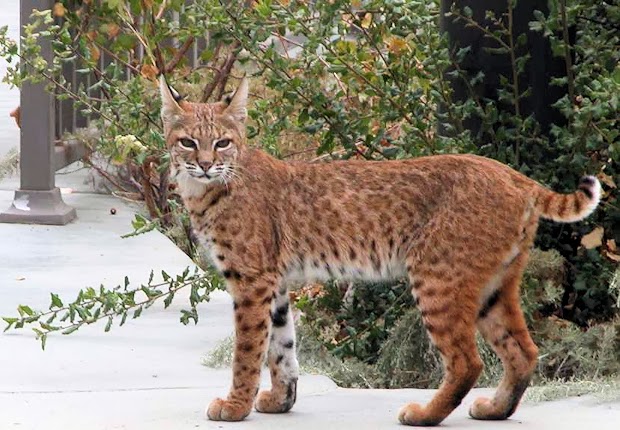 Bob Cats Animals | Information & Latest Pictures | All Wildlife Photographs