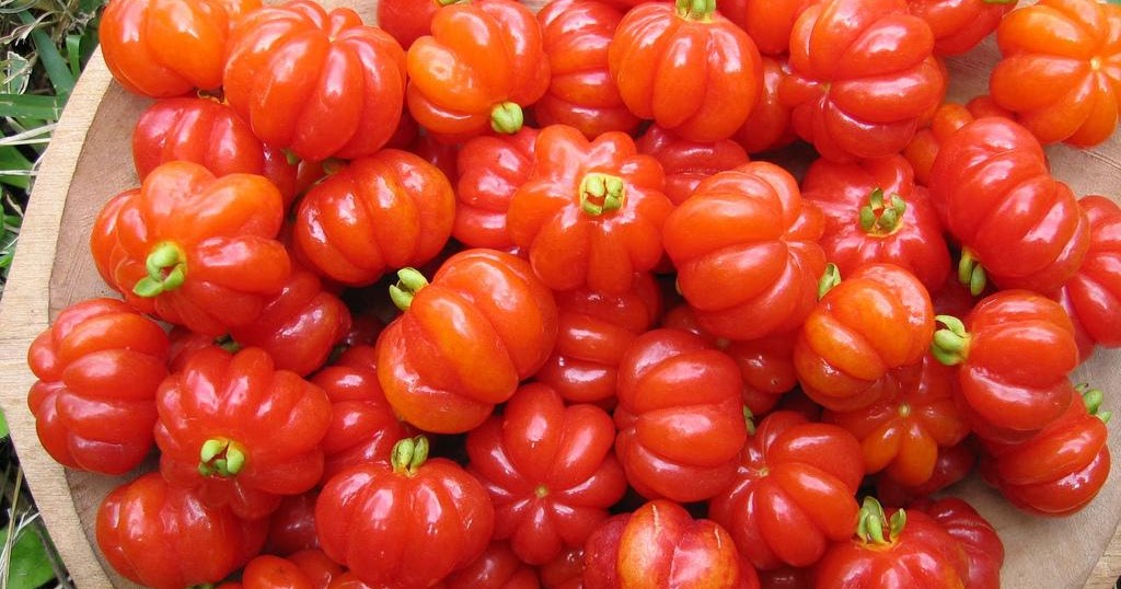 Los frutos de Colombia: Eugenia uniflora, ñangapiry, capulí, pitanga ...