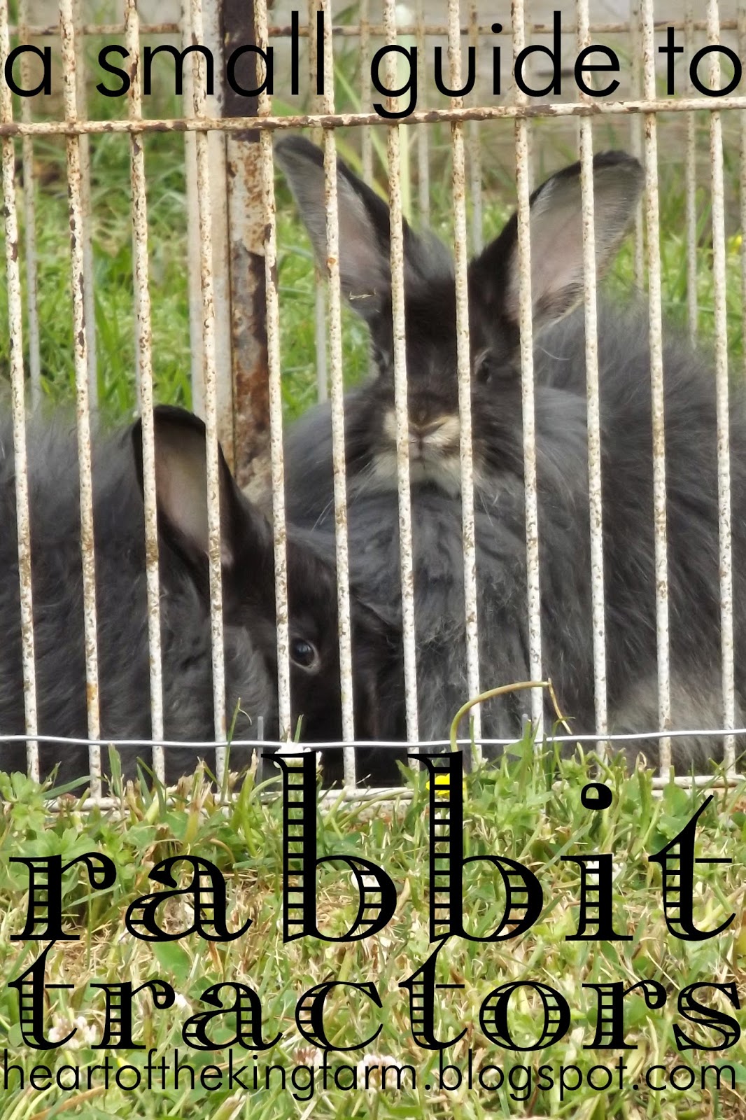 Heart of the King Farm: A Guide to Rabbit Tractors